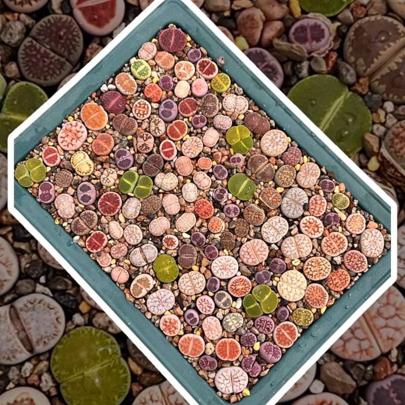 Lithops | Discover Rare Succulent Plants at Vivian Lithops Garden